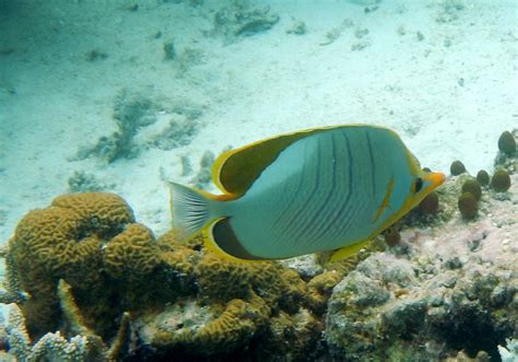 Monikaw Image Of The Yellowhead Butterflyfish Whats That Fish