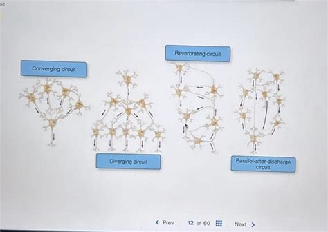 Kin 223 Final Exam Ch 5 Flashcards Quizlet