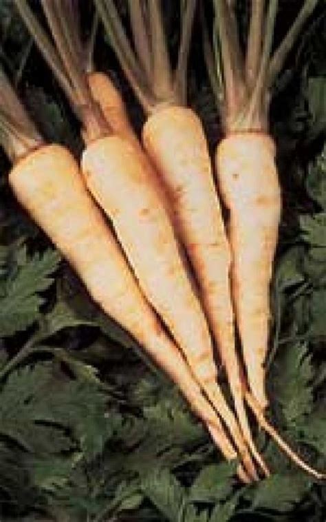 Hollow Crown Improved Parsnip Seeds 1880 Hollow Crown Improved Parsnip Seeds 1880