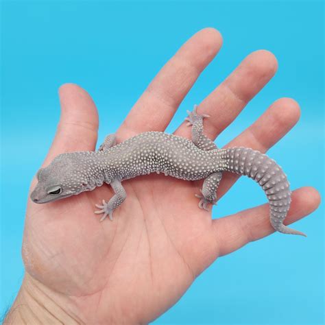 Dark Blizzard Leopard Gecko