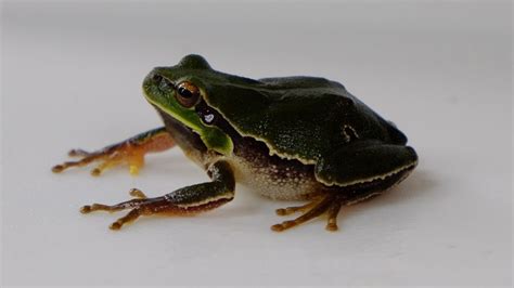 Chernobyl Radiation Set Off Black Frog Surge While Green Frogs ‘croaked