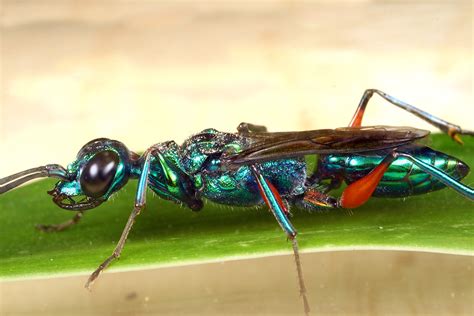 Emerald Cockroach Wasp Alchetron The Free Social Encyclopedia