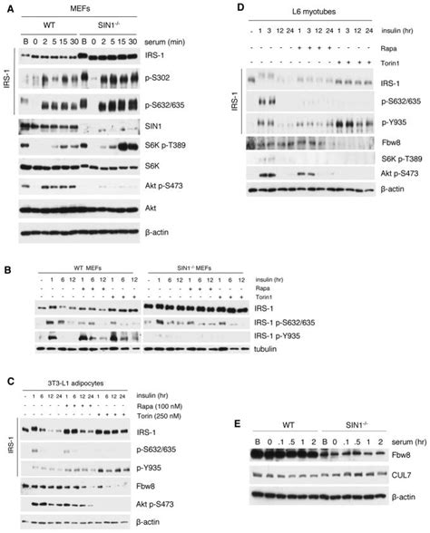 Mtor Complex 2 Regulates Proper Turnover Of Insulin Receptor Substrate