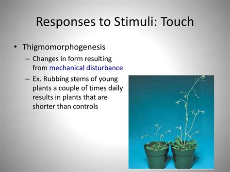 Ppt Plant Response Powerpoint Presentation Free Download Id436640