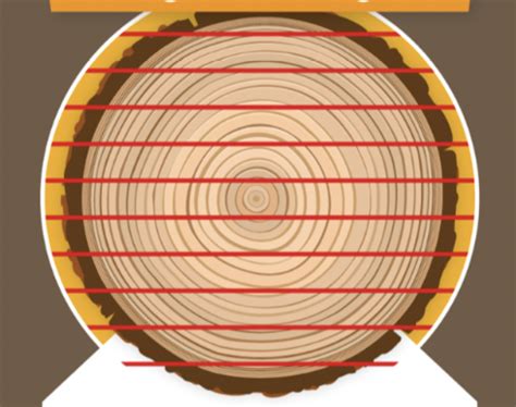 Timber Sources And Origins Flashcards Quizlet