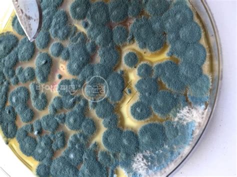 곰팡이 포자 얼마나 작은지 보여드리죠 네이버 블로그