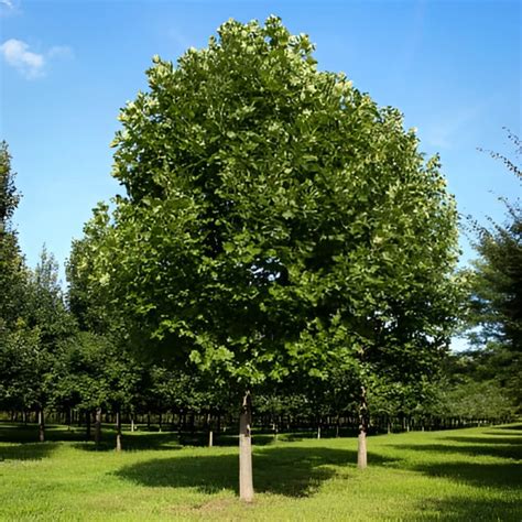 Tulip Tree 9ft Safe Tree Ltd