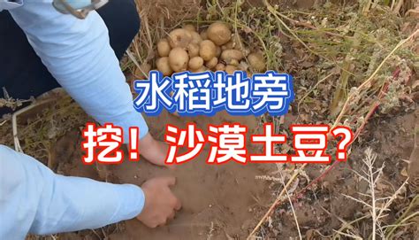 水稻地旁挖沙漠土豆？！ 我和沙漠有个约定 我和沙漠有个约定 哔哩哔哩视频
