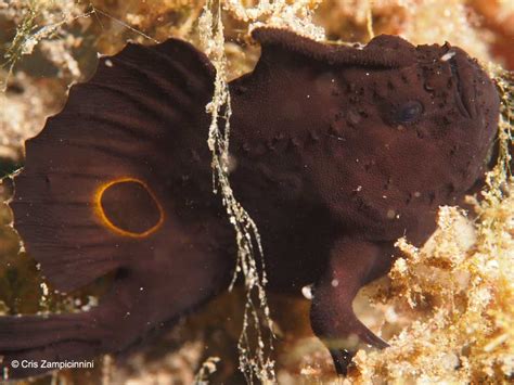 Ultimate Guide To Frogfish Of North Sulawesi Murex Dive Resorts