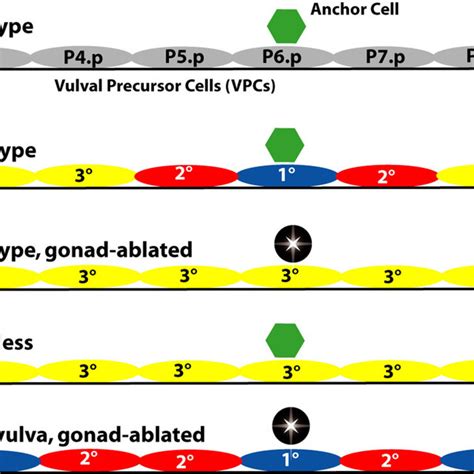 Pattern Of VPC Fates And Main Defects In Induction Ablation Indicated Download Scientific