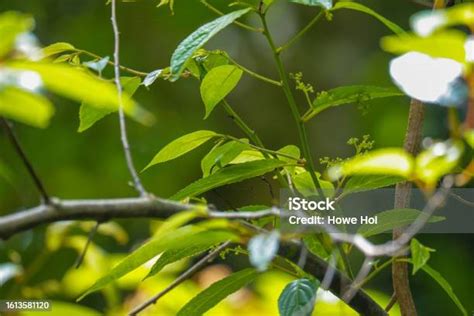 녹색은 여름에 클로즈업됩니다 열대우림의 나뭇가지에 아름다운 녹색 잎이 있습니다 자연의 신선한 단풍 배경입니다 신선한 벽지 개념 0명에 대한 스톡 사진 및 기타 이미지