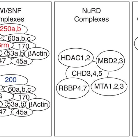 Subunit Composition Of Selected Remodeling Enzymes Alternatively Used