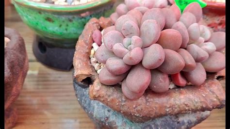 다육이 생장등 성장등 점등 후~~애기먼로 황홀한 연꽃 폭풍성장중인 흑장미 웃자람 방지 베란다다육이 필수템♡♡ Youtube