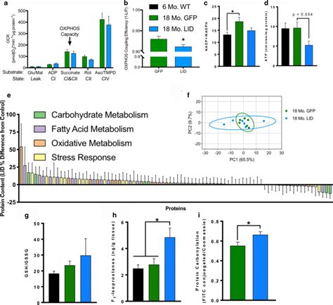 Reduction In Circulating Igf 1 Levels Decreases Brain Mitochondrial Download Scientific Diagram