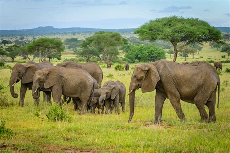 Visiter La Réserve De Masaï Mara En Famille Avec Des Enfants