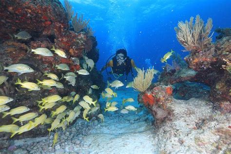 Scuba Diving And Snorkeling In Cancun Book Tours And Activities At