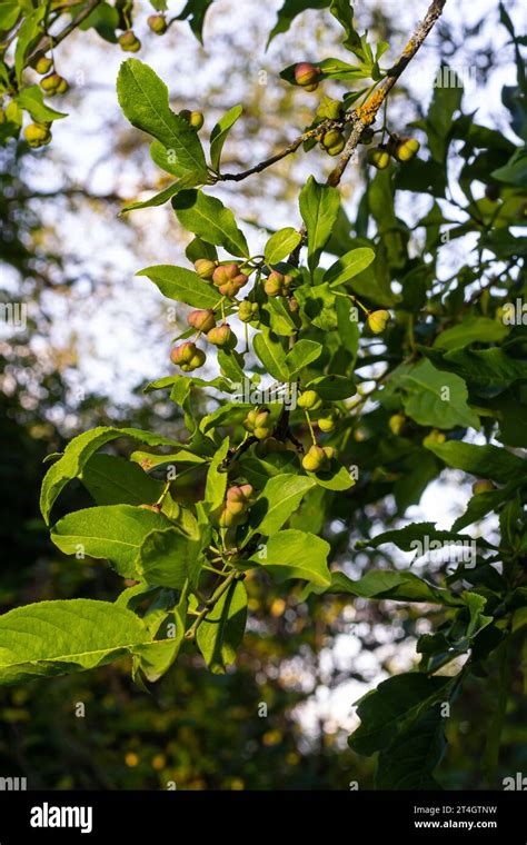 Euonymus Europaeus Grows In July Euonymus Europaeus The Spindle
