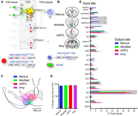 Figure 3 From Circuit Architecture Of Vta Dopamine Neurons Revealed By
