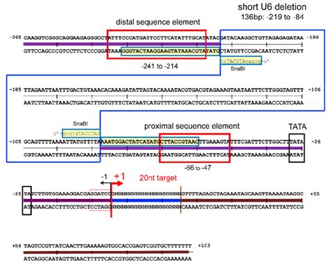 Structure Of Shortened U6 Promoter The Dna Sequence From Nt −265 To −1 Download Scientific