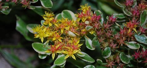 Variegated Sedum Plants For Your Home