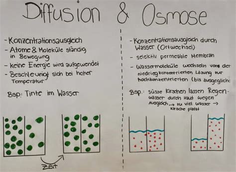 Osmose Und Diffusion Arbeitsblatt Vrogue Co