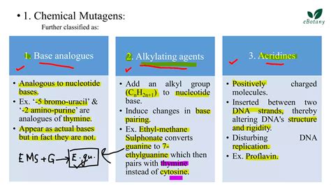 Gene Mutation Pdf