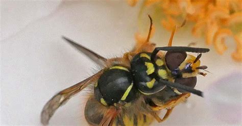 Cabinet Of Curiosities Wasp Vs Hoverfly No Contest