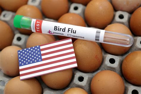Explainer How Bird Flu Has Sent Us Eggs Prices Skyrocketing Reuters