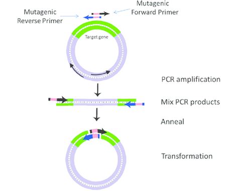 1 The Improvement Of Pcr Mediated Site Directed Mutagenesis Carey Et Download Scientific