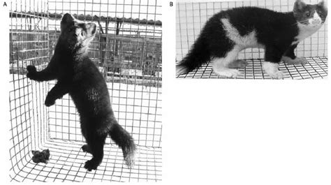 A Standard Dark Brown Sable B Black And White Sable Download