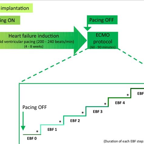 Diagram Of Study Protocol After Pacemaker Implantation Rapid