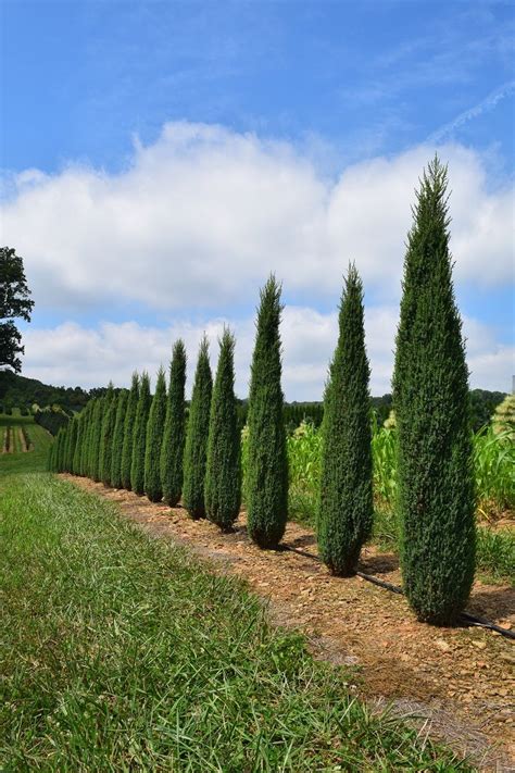 Juniperus Communis Nana Identification