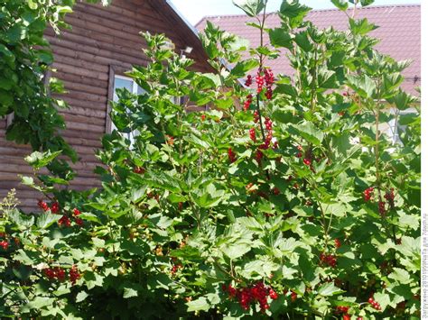 Как вырастить большой урожай красной смородины. Делюсь опытом. Фото