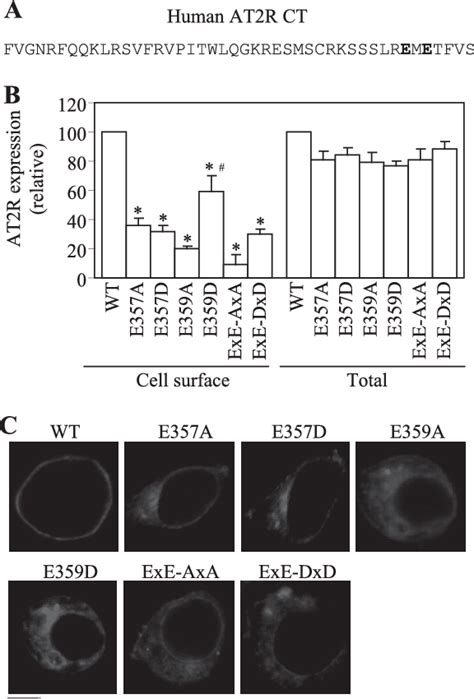 Effect Of Mutating The Exe Motif In The Membrane Distal C Terminus On
