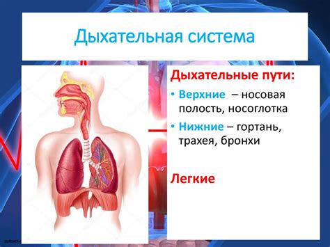 биология 7кл - online presentation