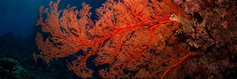 Soft Coral Explore The Beauty Of Australias Great Barrier Reef