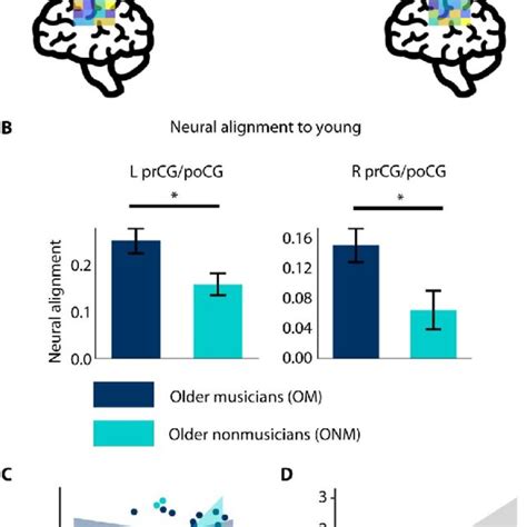 Neural Alignment Measurement Om Had Higher Neural Alignment To Young Download Scientific