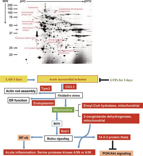 Proteomics Analysis On Molecular Identification For Targets Involved In