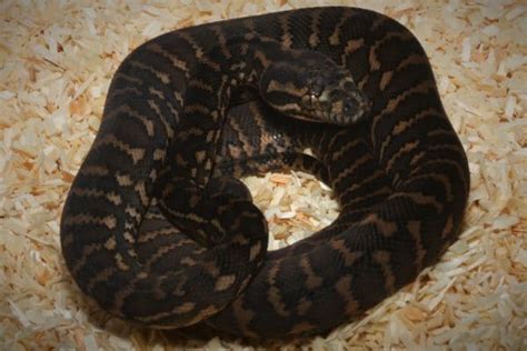 South West Carpet Python Archives Big Sky Reptiles