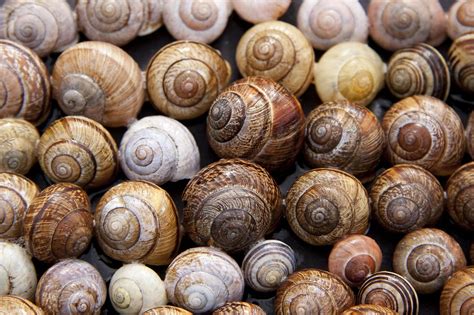 shell script in java if you always wanted to write a shell… by