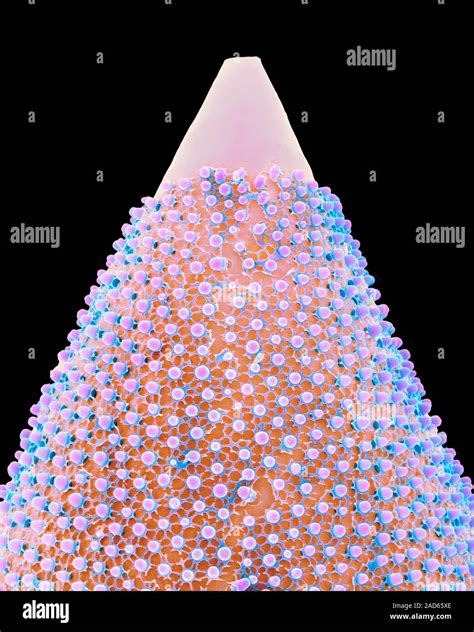 Coloured Scanning Electron Micrograph Sem Of The Tip Of The Cap Of A