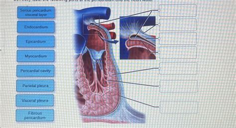 Solved S Serous Pericardium Visceral Layer Endocardium