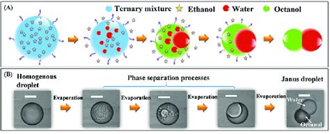 Janus Droplet Formation A The Schematic Of The Co Solvent Download Scientific Diagram