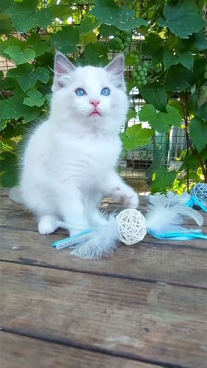 Рэгдолл Самая лучшая порода кошек это рэгдолл Youtube