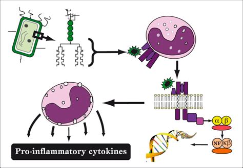 Method For Generating Endotoxin Free Gram Negative Bacteria By Scot