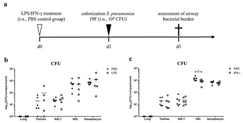 Effect Of Lps Or Ifn γ Treatment On Pneumococcal Colonization In Vivo