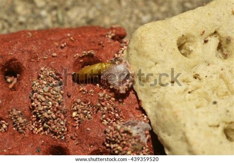Indian Meal Moth Larva Stock Photo Shutterstock