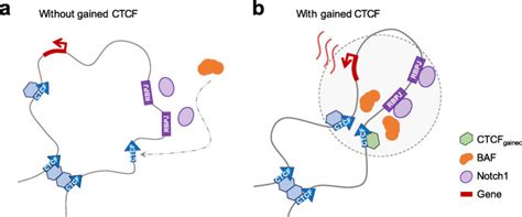 Cancer Specific Ctcf Binding Facilitates Oncogenic Transcriptional Dysregulation Abstract