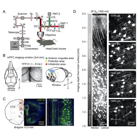 Hodgkin Huxley Model Fabrizio Musacchio
