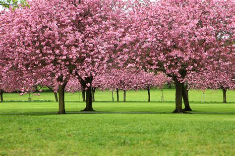 Sakura Trees Free Stock Photo Public Domain Pictures